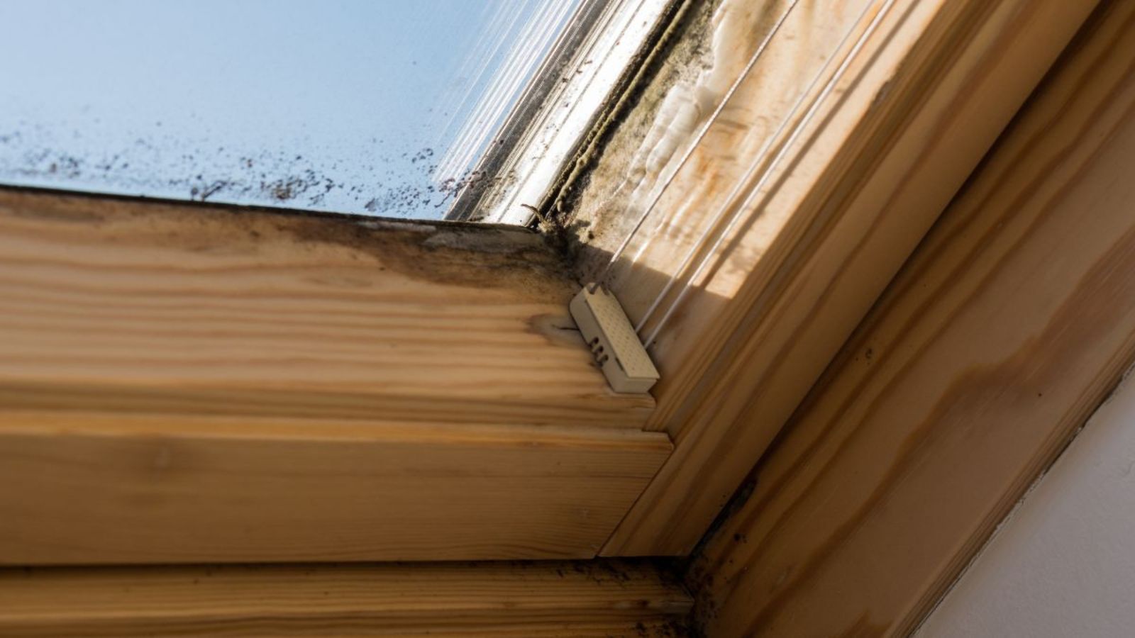 Water Damage and Indoor Air Quality Risks